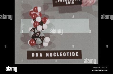1960s Model Of Dna Nucleotide With Labels Phosphoric Acid And