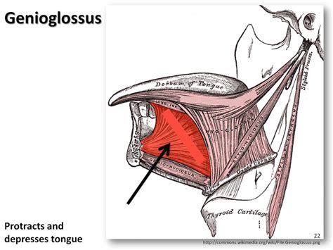 Genioglossus Muscles Of The Upper Extremity Visual Atlas Flickr
