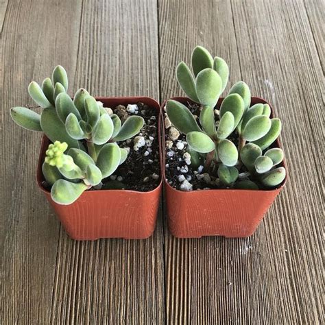 Fuzzy Crassula Congesta 2 Inch Succulents Plants Fuzzy