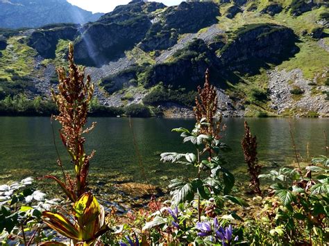 Dolina Rohacka Zielnik Karpackipl