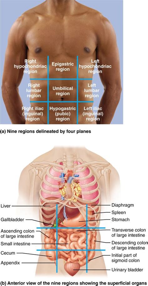 Body Quadrants And Regions Organs At Shirl Ketner Blog