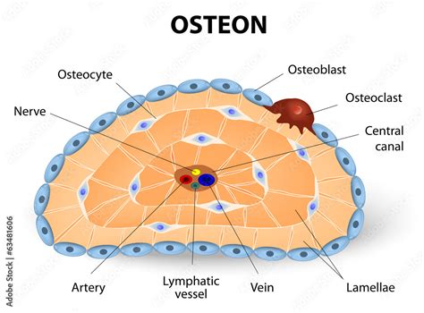Osteon Development And Structure Stock Vektorgrafik Adobe Stock