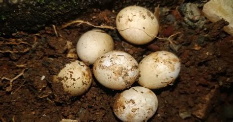 Do Lizards Lay Eggs Reproductive Habits And Variations