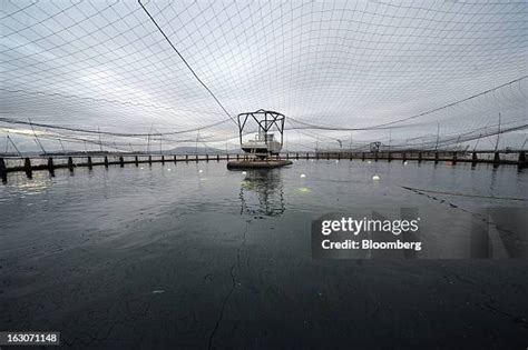 Automatic Feeder Photos And Premium High Res Pictures Getty Images