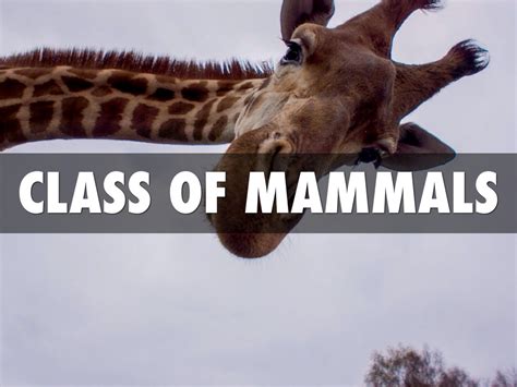 Honey Bee Phylum By Mat24777