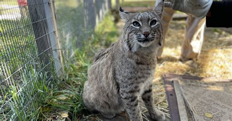 Bobcats Made A Big Comeback In The Midwest But Not Everyone Is Happy
