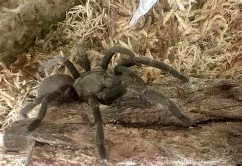 Phlogius Nunns R Australianspiders