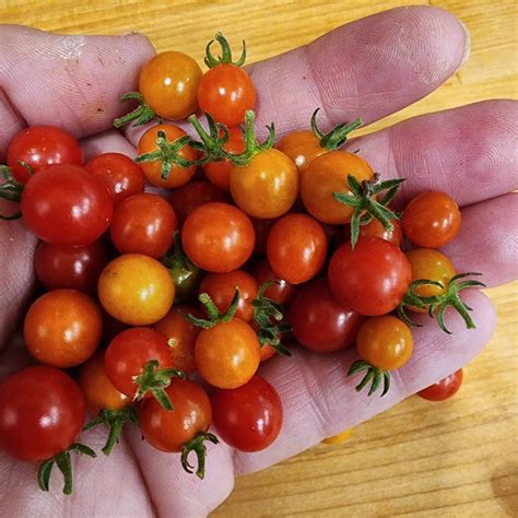Tiny Tomatoes Var Spoon Baker Creek Rtomatoes Tiny Tomatoes Var Spoon Baker Creek Rtomatoes