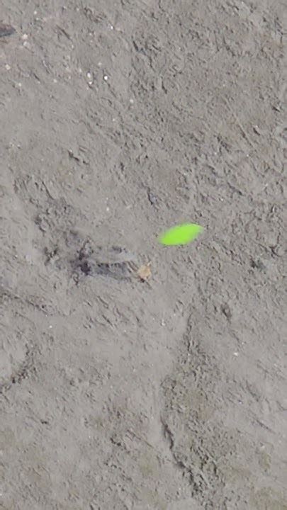 강한 생명력의 민물달팽이 Youtube