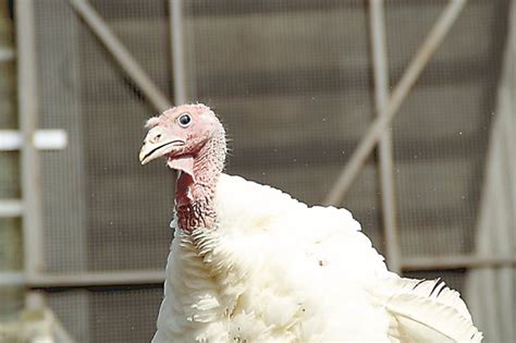 Домашното пуешко месо E все по търсено Български Фермер