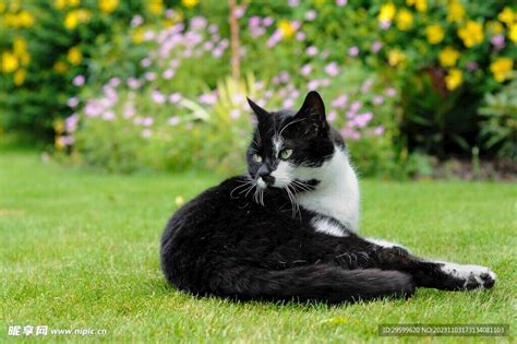 奶牛猫摄影图其他生物生物世界摄影图库昵图网