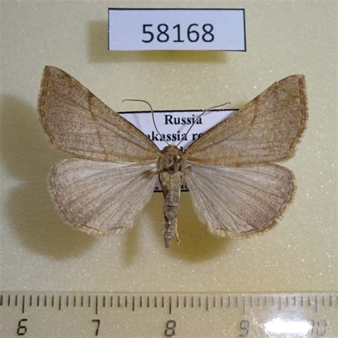 Noctuidae Hypena Proboscidalis Khakassia Rep Fareastinsects