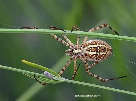 Spider Alert Guess Whos Coming To Uc Davis Bug Squad