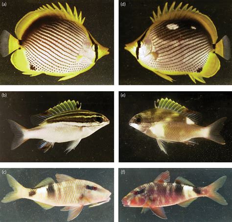 Fish Color Range