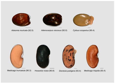 Horticulturae Special Issue The Geometry Of Seeds Seed Shape