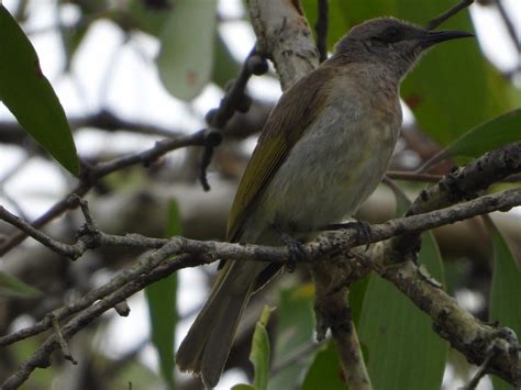 Ebird Checklist 25 Aug 2022 Abattoir Swamp Julatten 11 Species