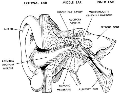 Parts Of The Ear
