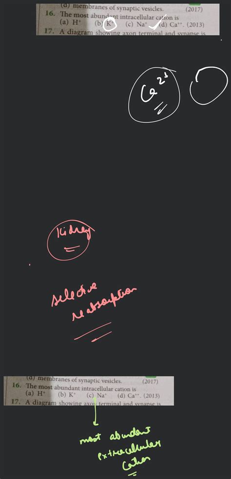 The Most Abundant Intracellular Cation Is Filo