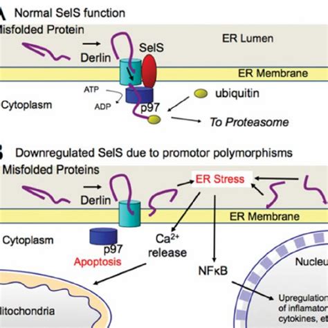 Pdf Regulation And Function Of Selenoproteins In Human Disease