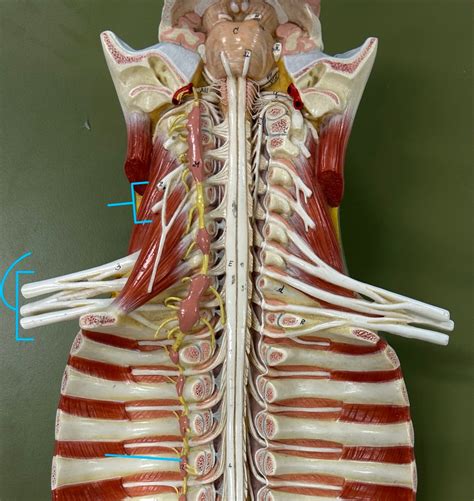 Anatomy Quiz 4 Upper Spine Diagram Quizlet