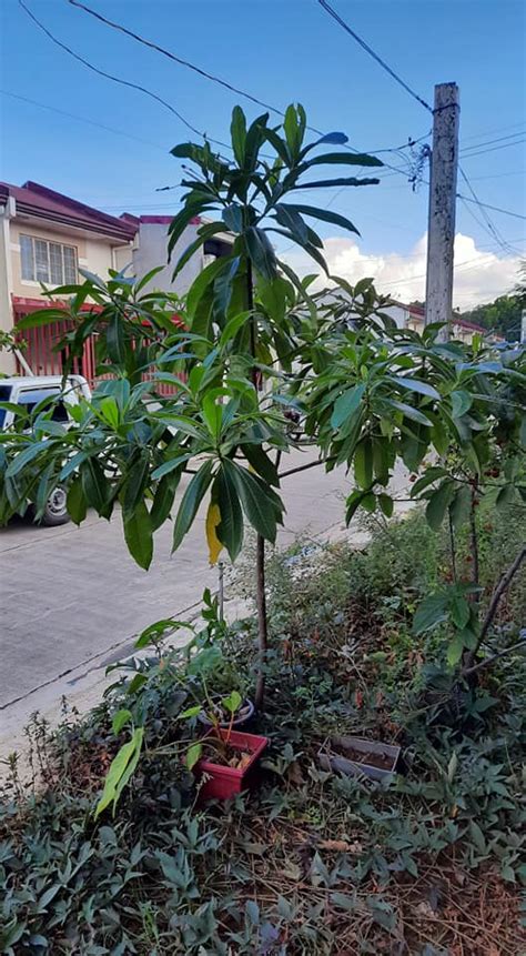 Batino Tree Alstonia Macrophylla The Pinoy Homestead