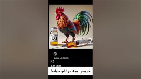 غلاری خروسلاری جنگ لاریلاریلاریلاری اموزشیدرمانی عشبازیلاریعشق خروسبازی عشقبازی