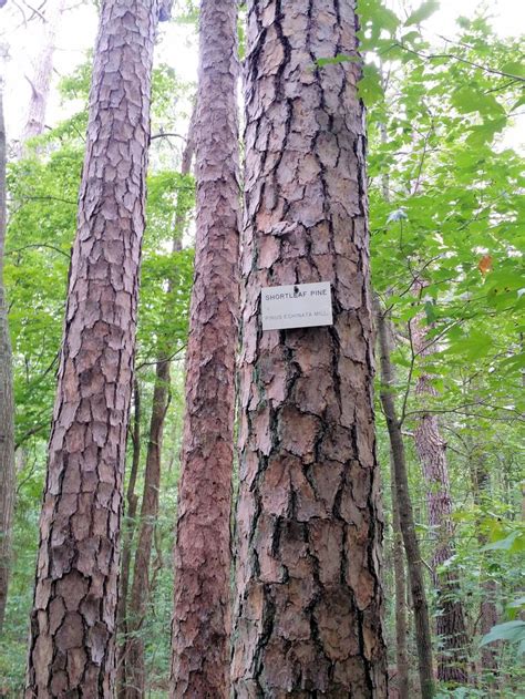Majestic Shortleaf Pine Tree