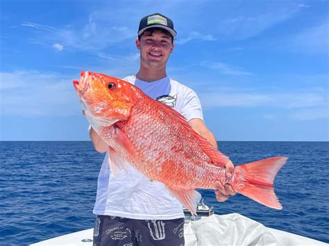 Snapper Wallpapers Top Free Snapper Backgrounds Wallpaperaccess