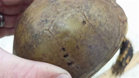 13 Map Turtle Shell Problems And How To Treat Them The Turtle Hub
