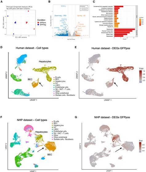 Identification Of Hepatocyte Primed Cholangiocytes In The Homeostatic Liver By In Vivo