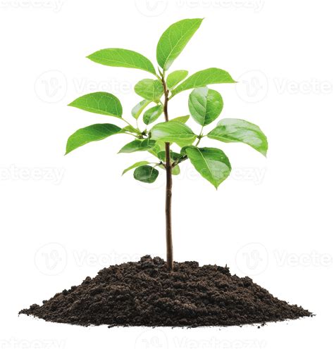 Young Tree Sapling Growing In Rich Dark Soil 52656848 Png