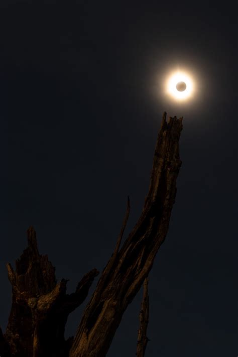 Solar Eclipse And A Dead Tree K 1 And 77mm Ltd Rpentax