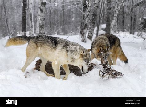Two Grey Wolves Canis Lupus Examine White Tail Deer Body Winter