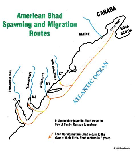 2020 Shad Forecast Dreaming Of The Delaware The Fisherman