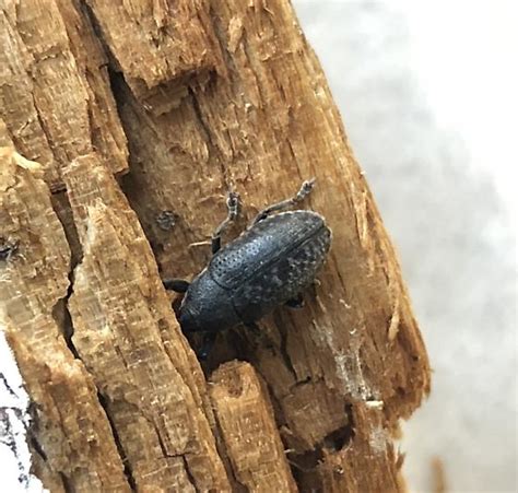Weevil Bugguidenet