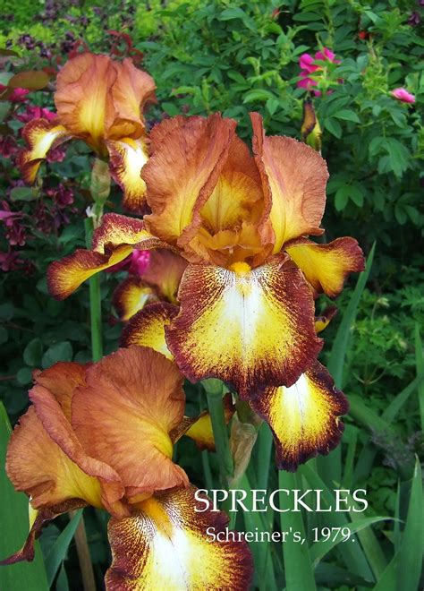 Tall Bearded Iris Spreckles ~ Heritage Irises