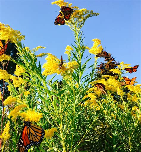 Syracuse University College Of Engineering And Computer Science Added A