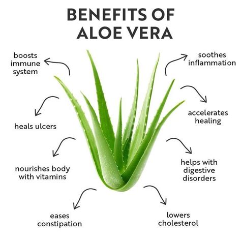 Aloe Vera Plant Aloe Vera Benefits Aloe Vera Juice Drink Herbal Healing