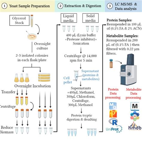 experimental design comparison between the proteomes and metabolomes of