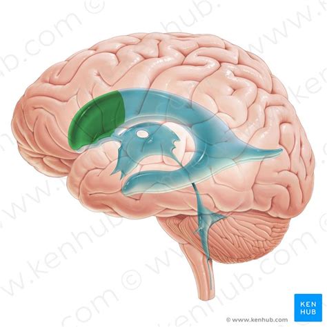Ventricles Of The Brain Anatomy And Pathology Kenhub