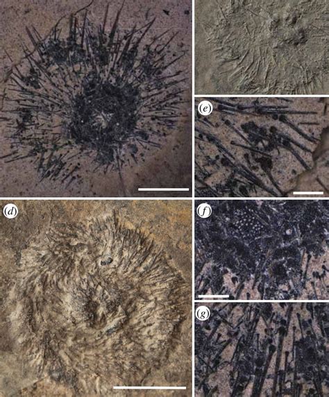 Species New To Science Paleontology • 2018 Yunnanechinus