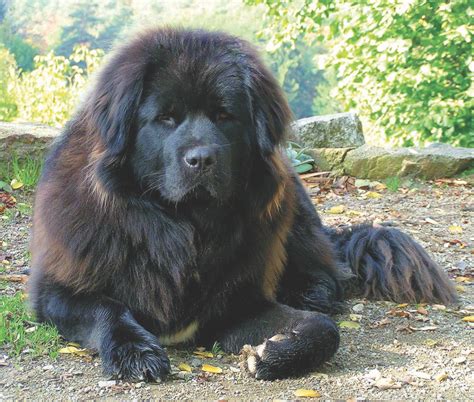 Black And Tan Tibetan Mastiff