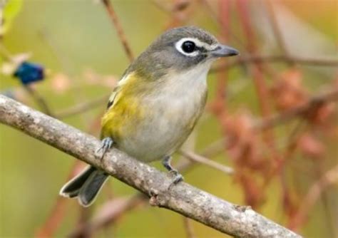 What Is The Difference Between Red Eyed And Blue Headed Vireo Birdfy