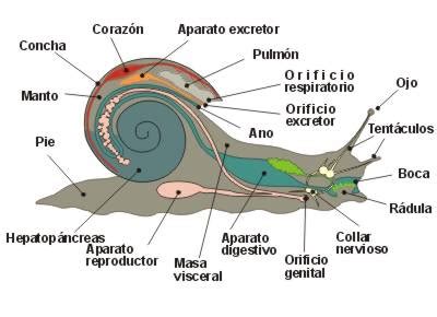 Clasificación De Moluscos