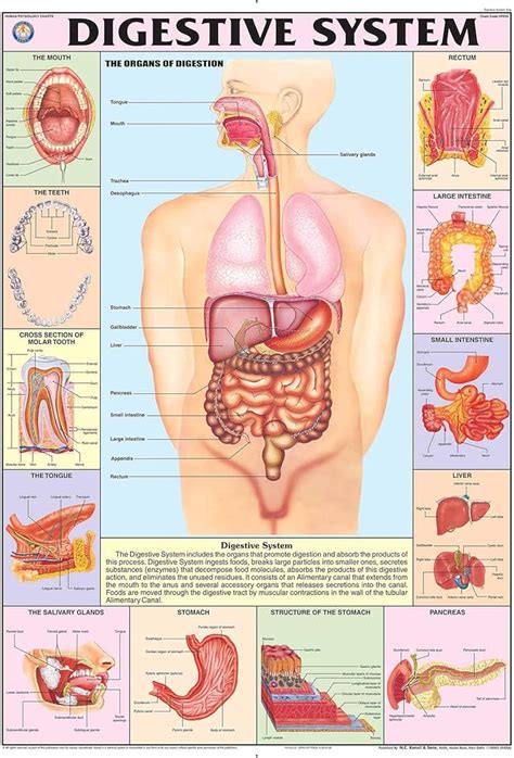 Digestive System Anatomy Diagram Images 06 Digestive System Basic