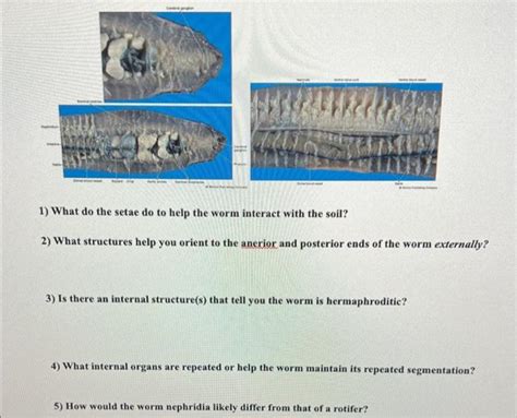 Solved 1 What Do The Setae Do To Help The Worm Interact