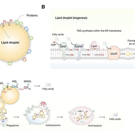 Lipid Droplet Formation Is Induced By Er Stress To Maintain Lipid