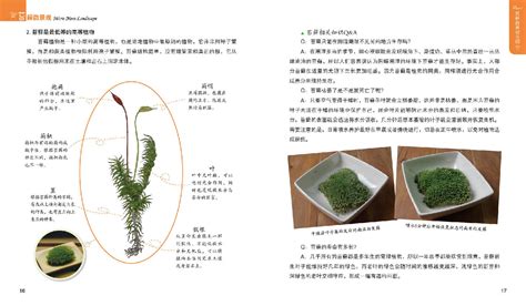 苔藓微景观 360百科