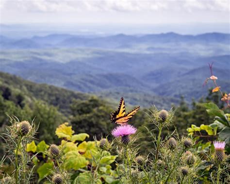 Types Of Terrestrial Ecosystems And Examples Evidence Network