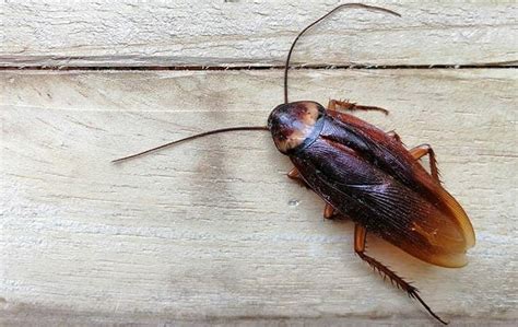 Say Goodbye To Roaches The Art Of Effective Cockroach Removal In Maine